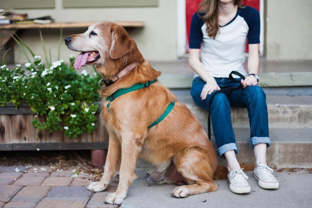 Street Savvy Dog Rescue – Rescue Your Rescue